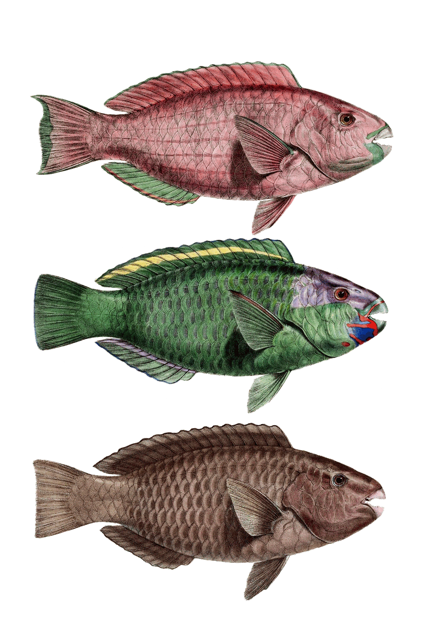 Fisk som husdjur har blivit allt mer populärt de senaste åren